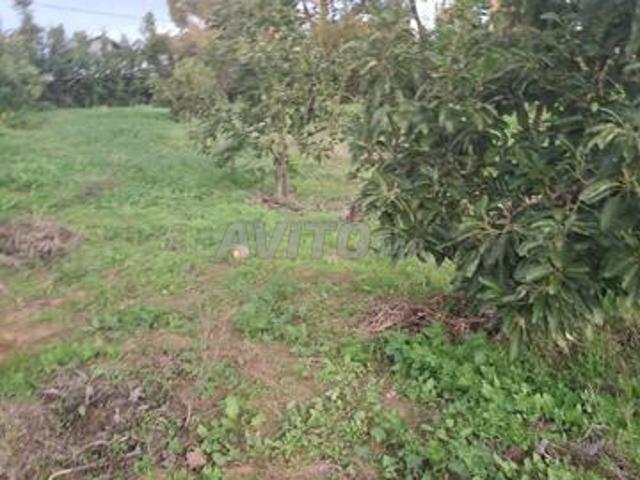 5 Terrains à vendre à Tnine De Sidi El Yamani - Mitula Immobilier