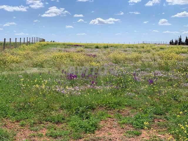 35 Terrains à vendre à Douar Oulad Hammou - Mitula Immobilier