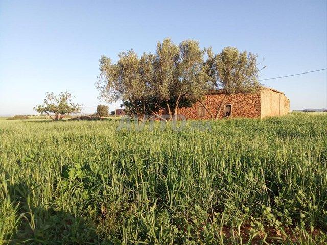 13 Chambres à louer à Douar El Ain - Mitula Immobilier