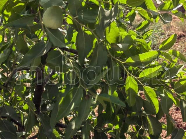 603 Fermes à vendre à Rabat-Salé-Zemmour-Zaër province - Mitula Immobilier